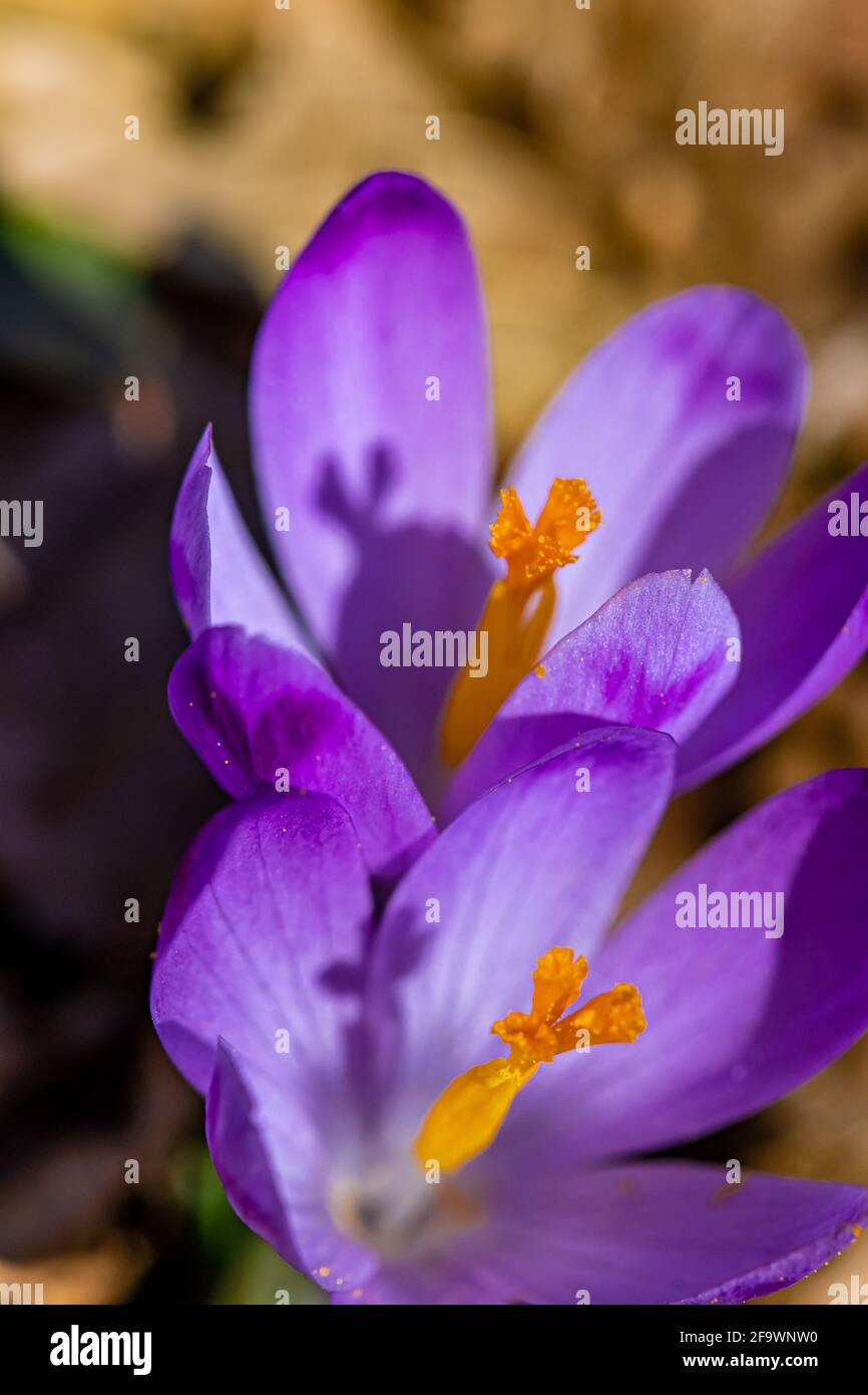 Crocus plant in all its beauty Stock Photo - Alamy