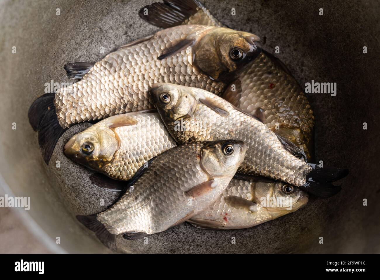 fresh raw fish, fishing catch crucian carp Stock Photo - Alamy