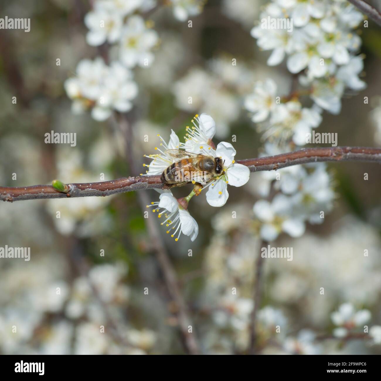 Honey bee on a flower of the tree blossoms. Blooming branch with white ...