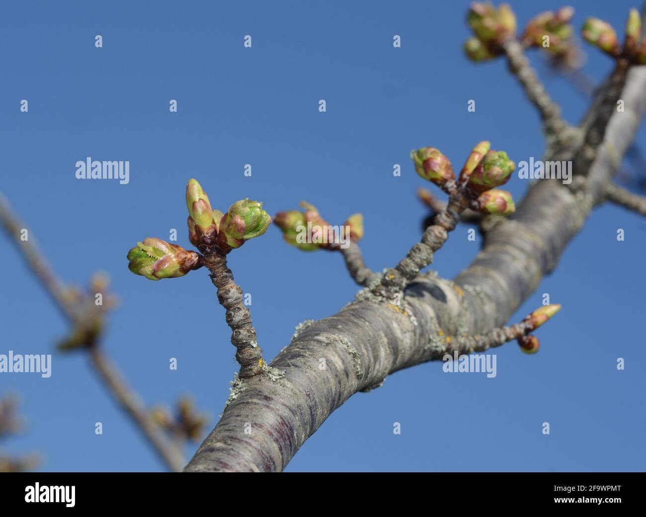 Cherry tree buds hi-res stock photography and images - Alamy