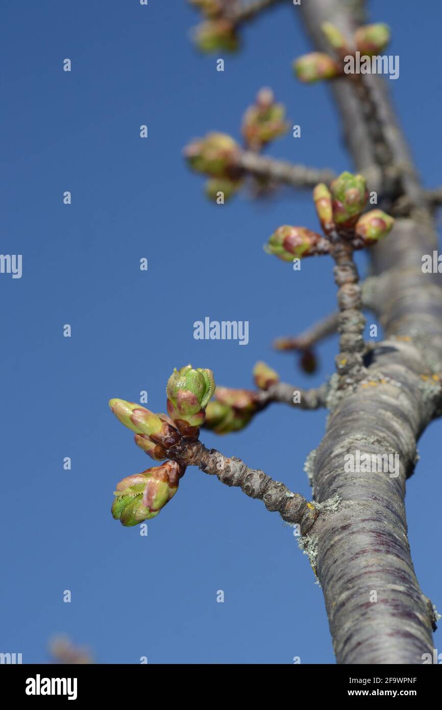 Cherry flower buds hi-res stock photography and images - Alamy