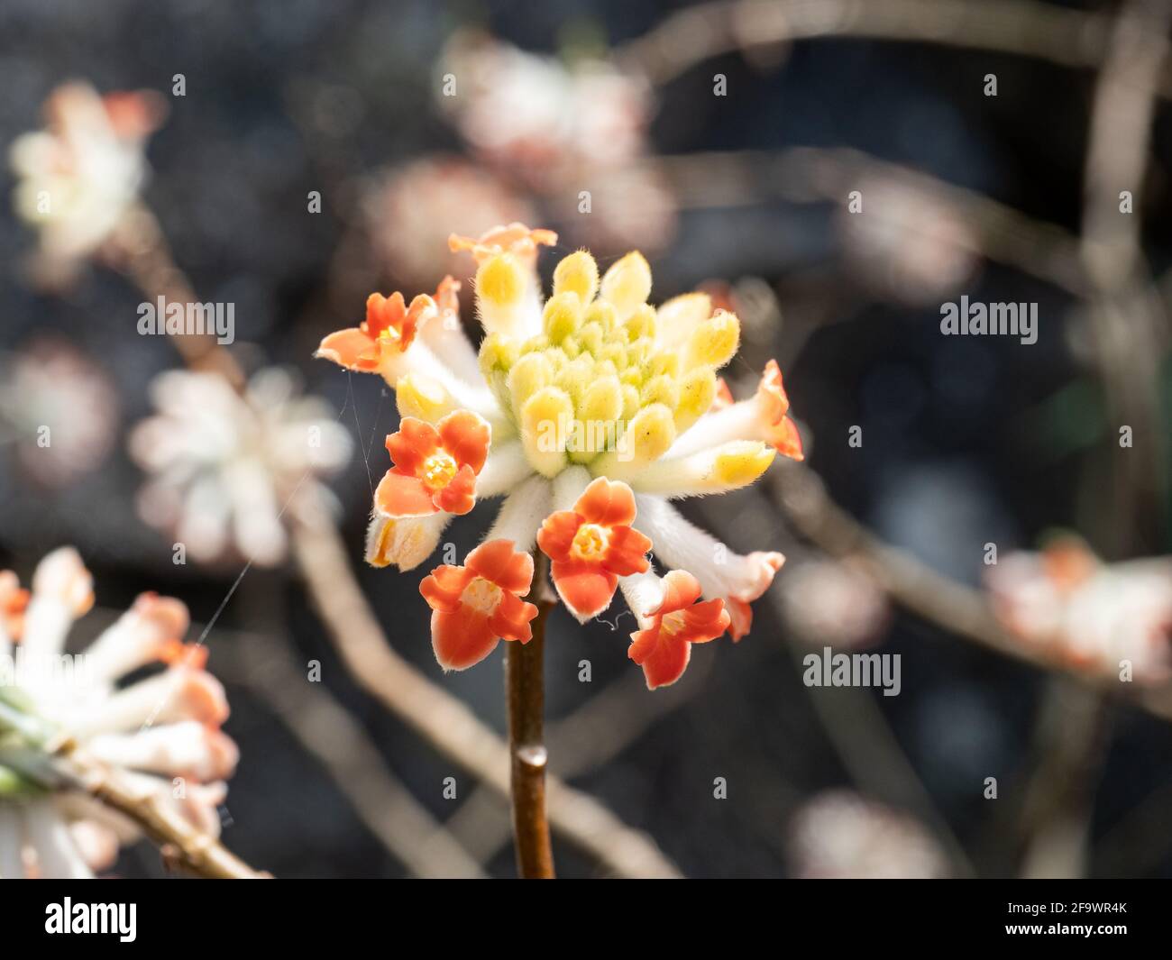Cluster of small flowers hi-res stock photography and images - Alamy