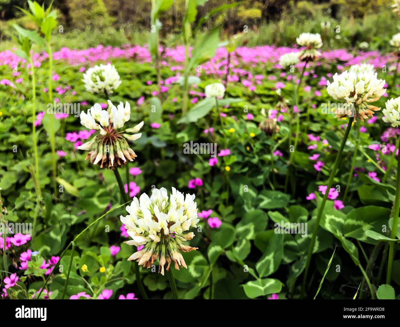 The flowers in the garden come out in spring Stock Photo - Alamy
