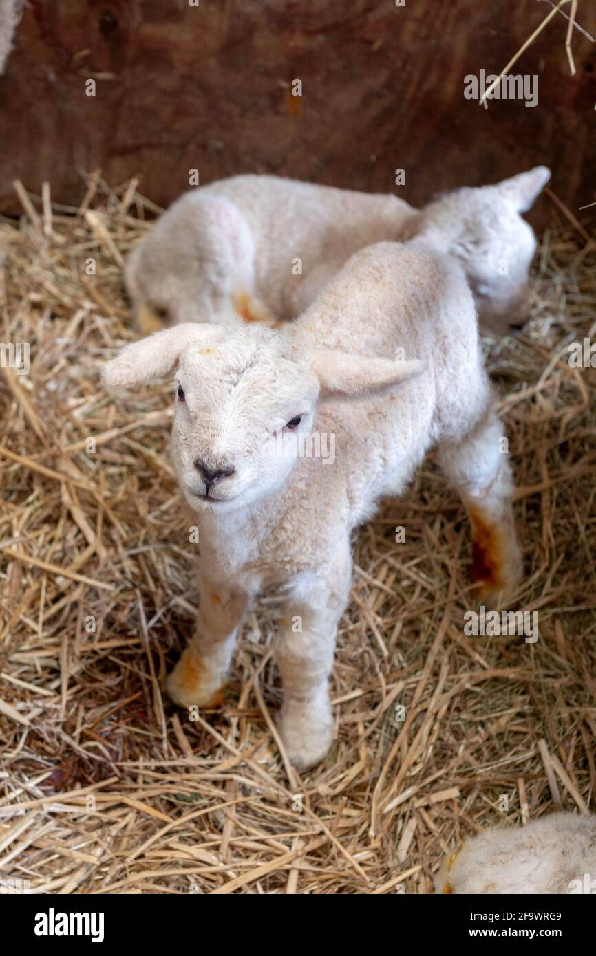 EDITORIAL USE ONLY Sheep at Yorkshire Shepherdess, Amanda Owen's farm ...