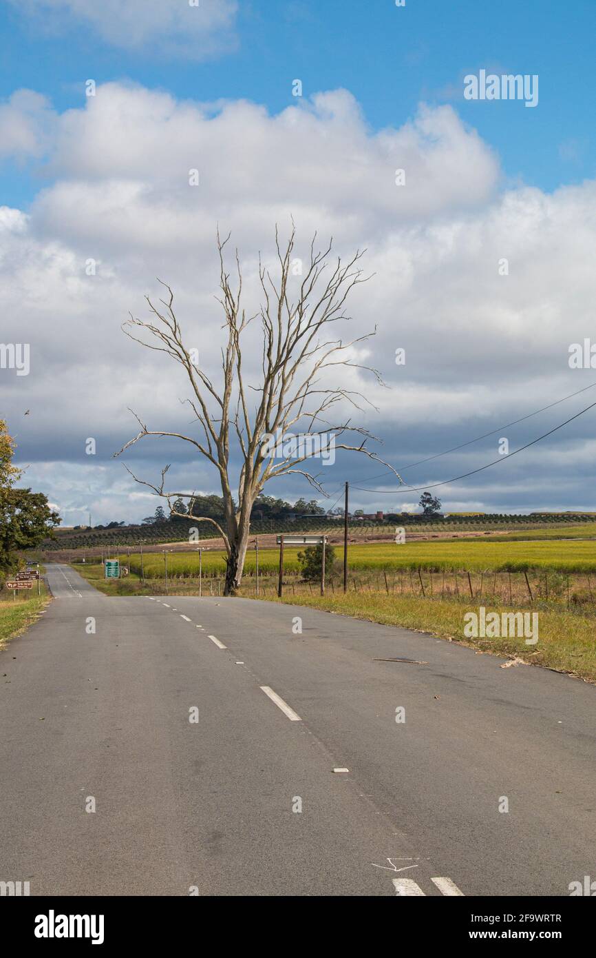 Rural tarmax road with dead leafless tree Stock Photo - Alamy