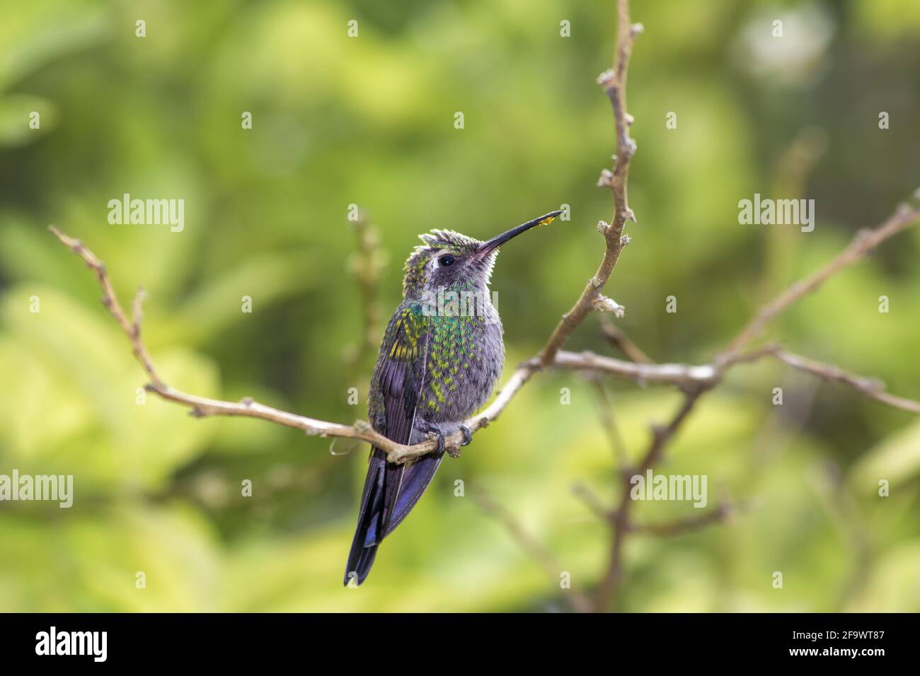 Adorable fat hummingbird on a branch in green woods with dripping ...