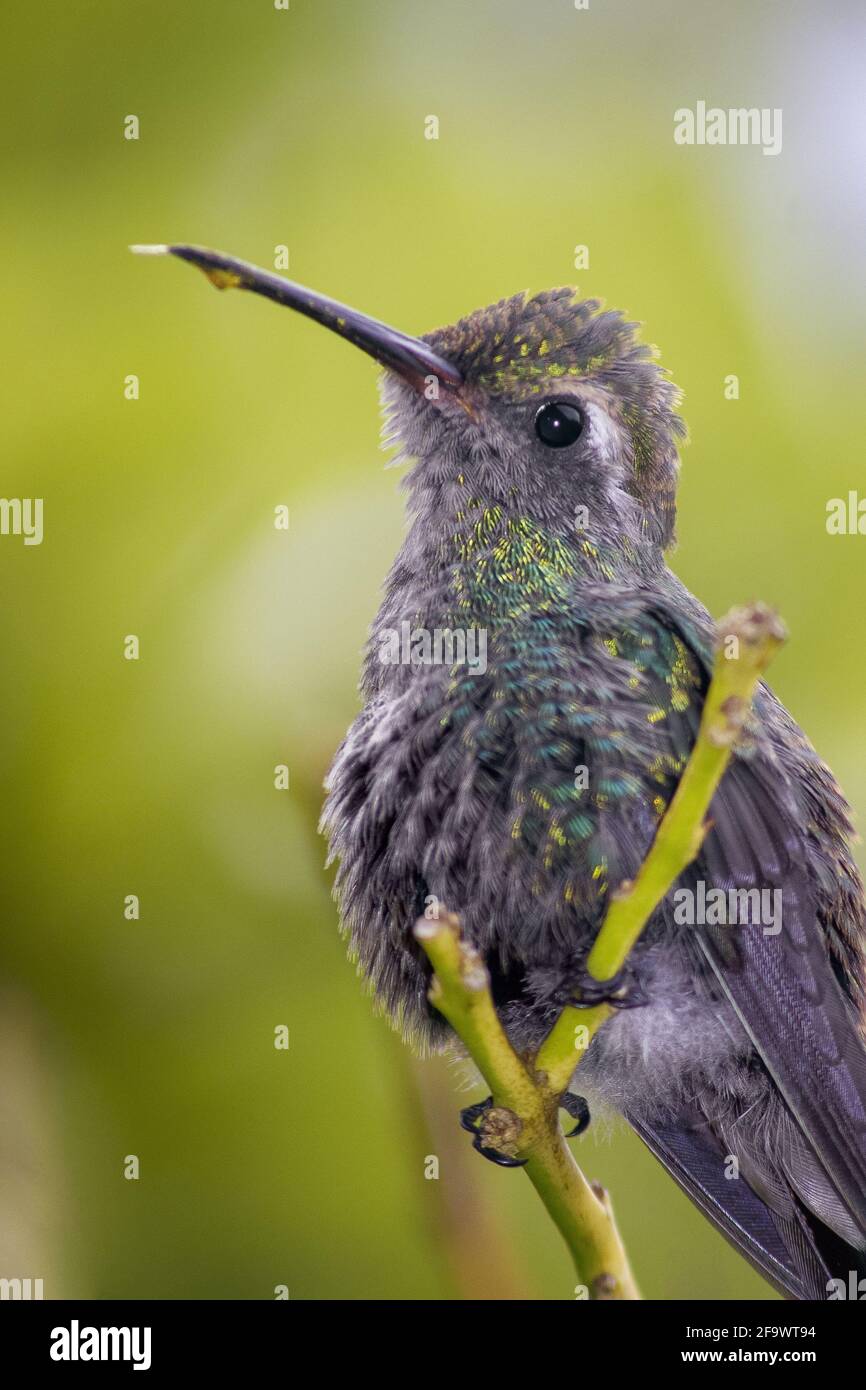 Colibrí vertical hi-res stock photography and images - Alamy