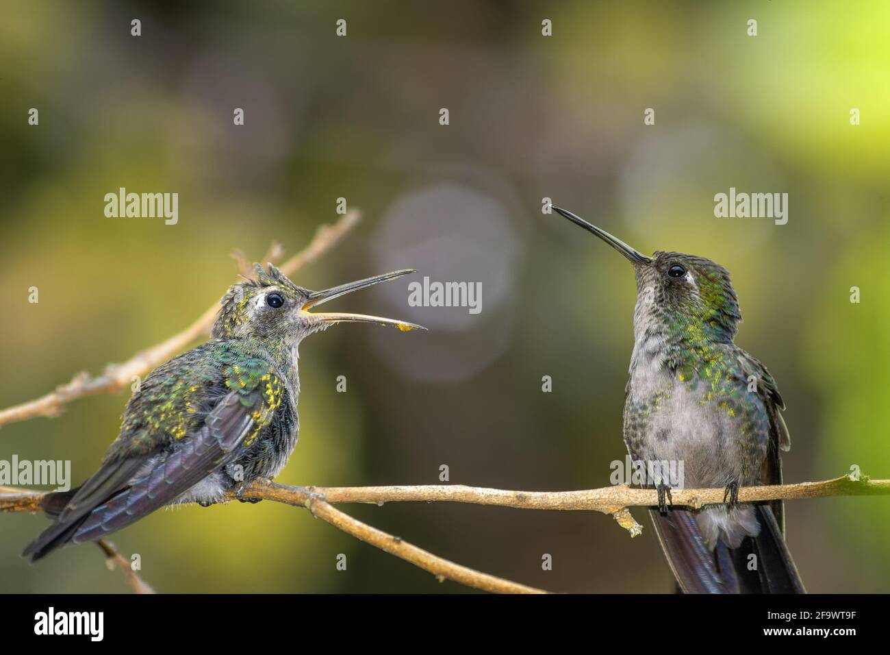 Cute Baby Hummingbirds