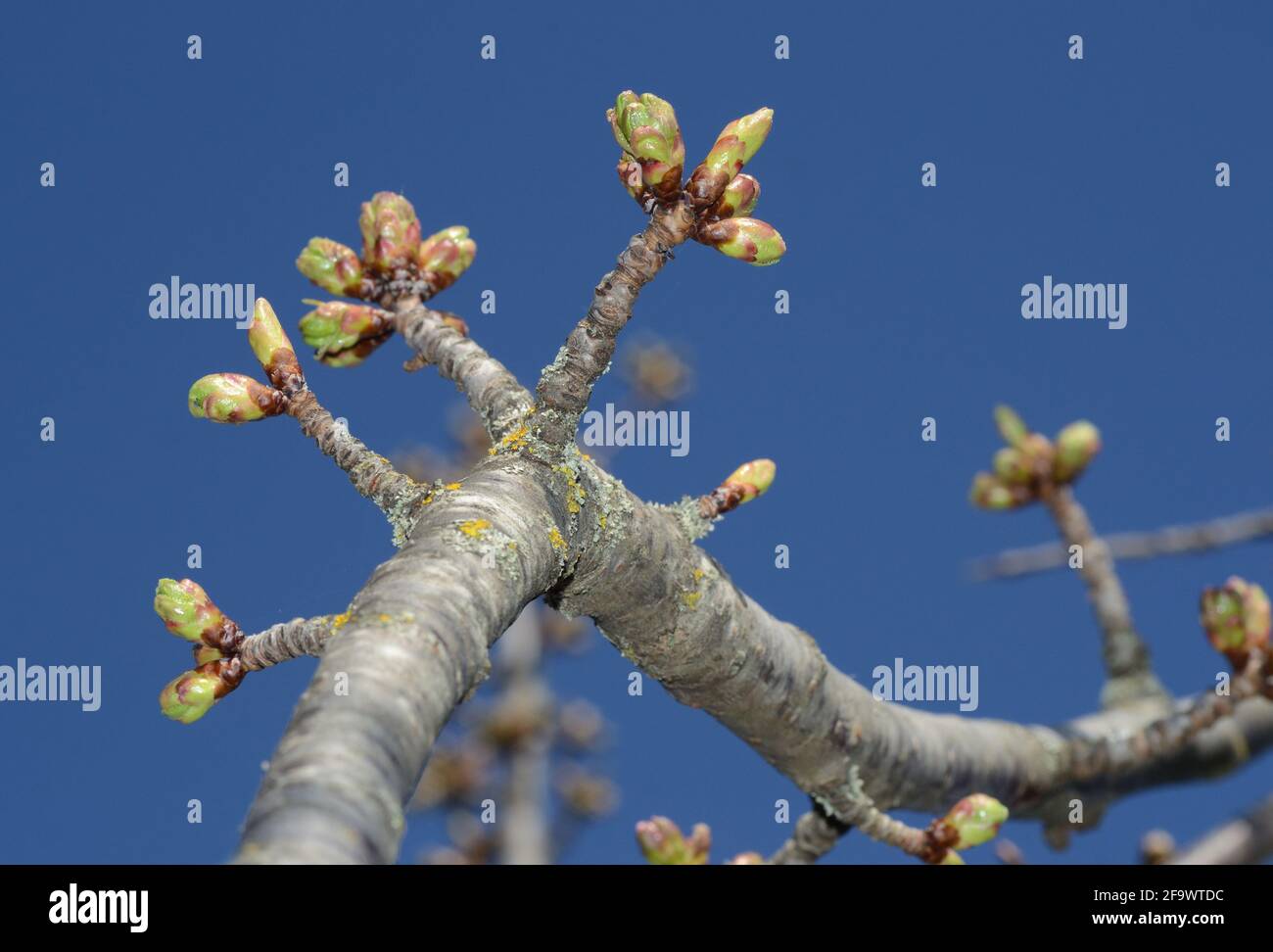 Swollen cherry buds close hi-res stock photography and images - Alamy