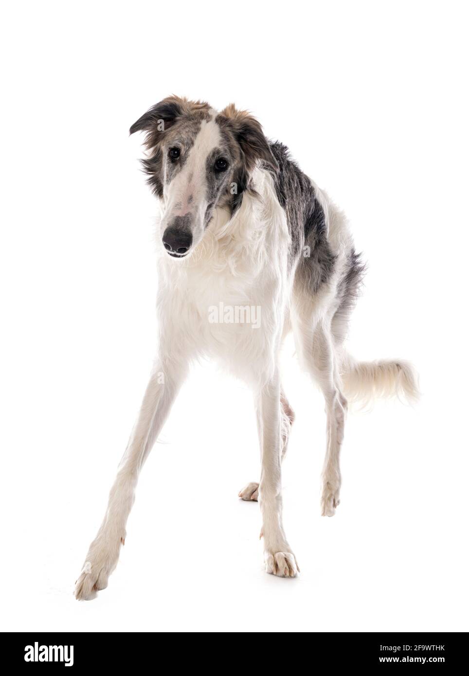 young borzoi in front of white background Stock Photo - Alamy
