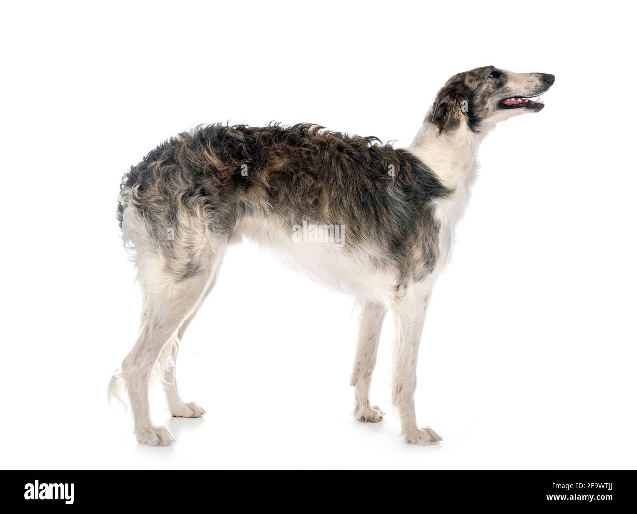young borzoi in front of white background Stock Photo - Alamy
