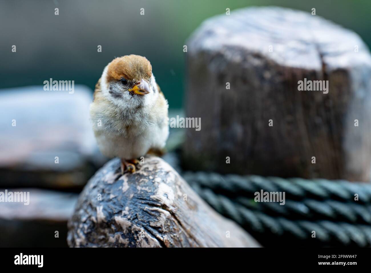 Selective focus of a small brown house sparrow perching on a wood Stock ...