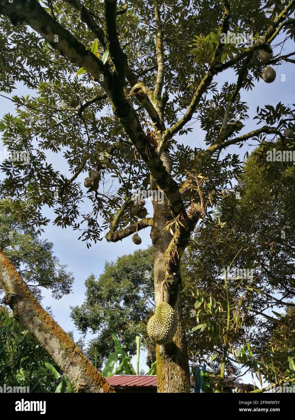 Low angle shot of the tropical durian fruits hanging on the high tree ...