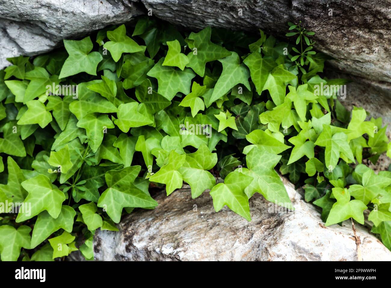These plants growing in the crevices of the stones have a tenacious ...