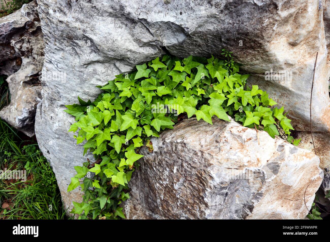 These plants growing in the crevices of the stones have a tenacious ...