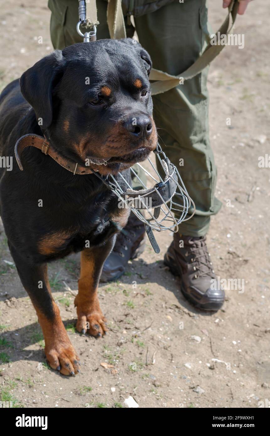 Rottweiler handler teamwork hi-res stock photography and images - Alamy