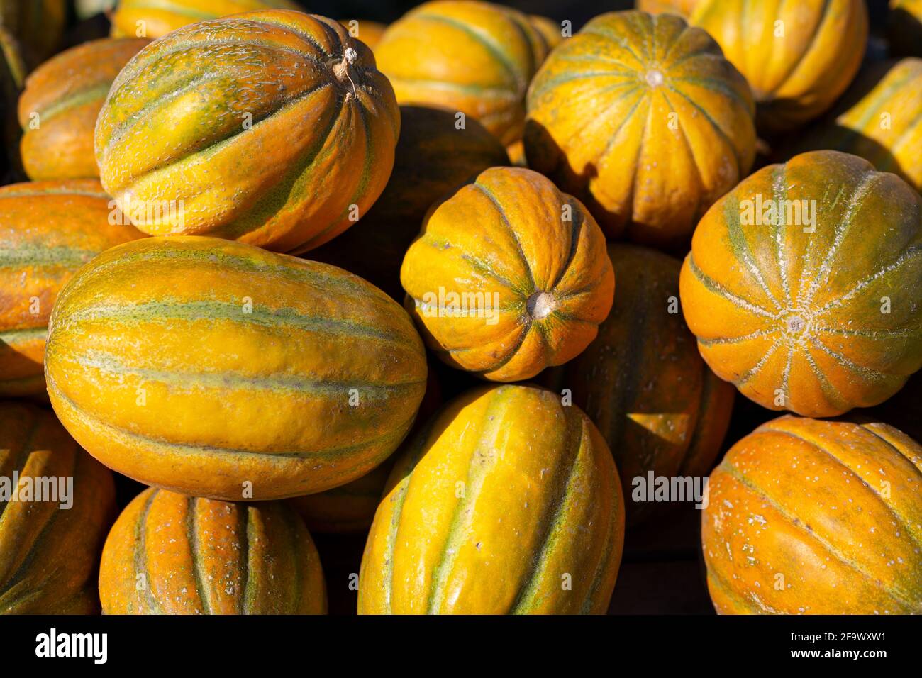 Harvest of melon on bright sunlight, organic farm food Stock Photo - Alamy