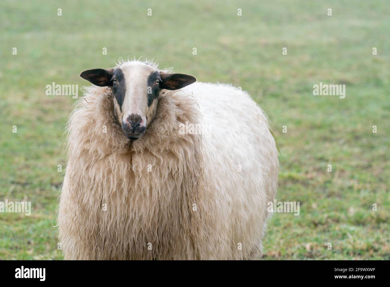 One sheep in the mist. The sheep looks into the camera, detail shot ...