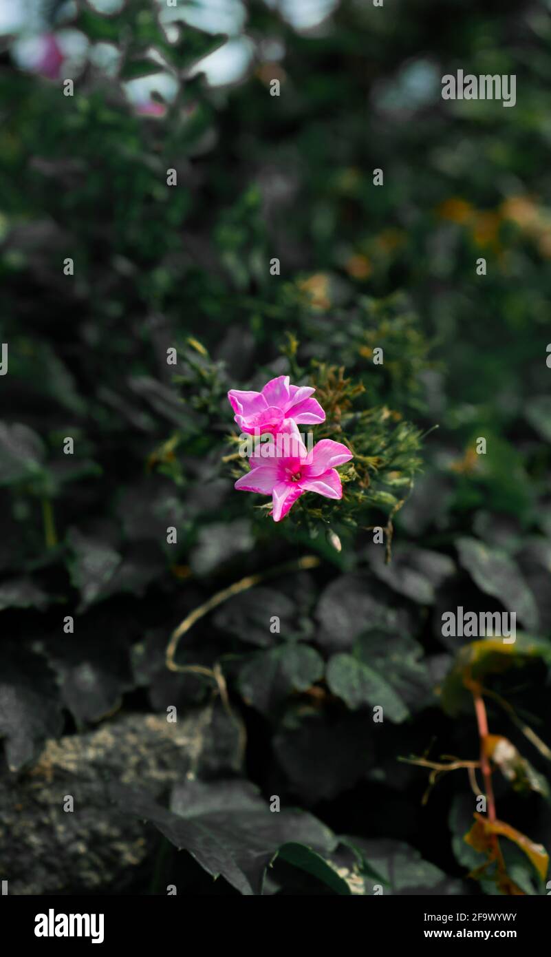 Blooming flowers of the marvel of Peru plant (Mirabilis jalapa Stock ...