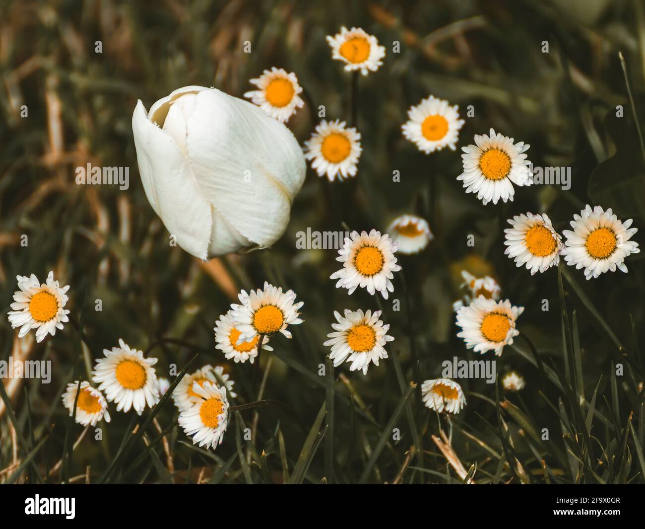 Field of daisies at sunset hi-res stock photography and images - Alamy