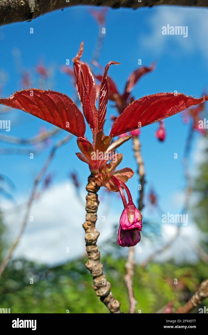 Red cherry blossom tree hi-res stock photography and images - Alamy