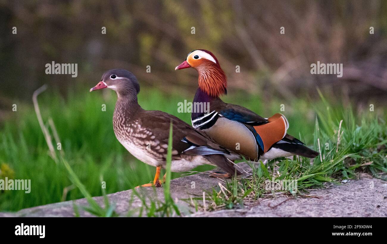 Kaczka mandarynka hi-res stock photography and images - Alamy