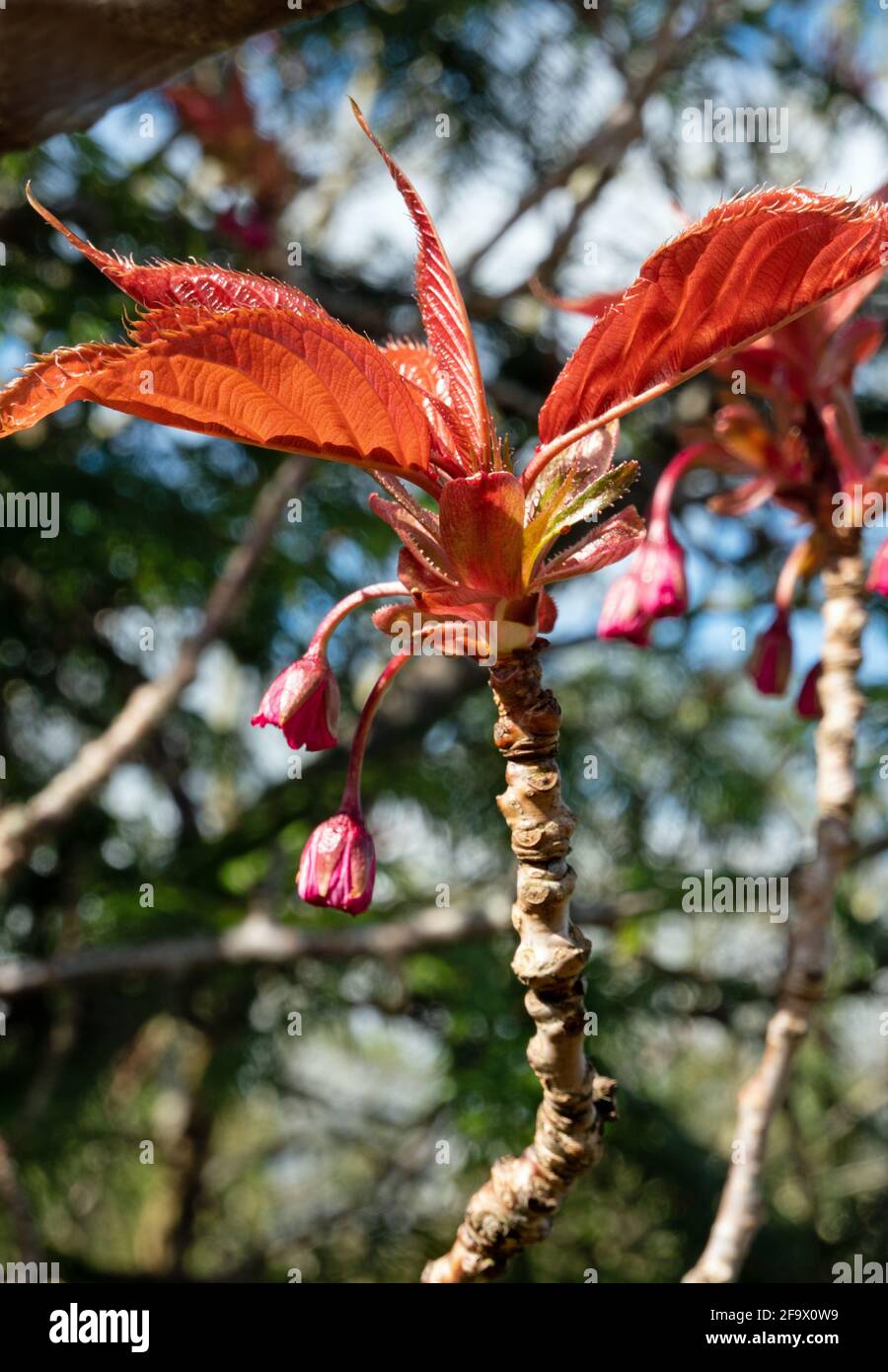 Red cherry blossom tree hi-res stock photography and images - Alamy
