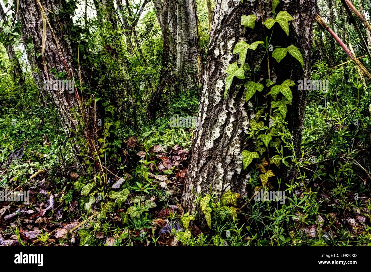 Trunks of trees with green plants and grass in a forest Stock Photo - Alamy