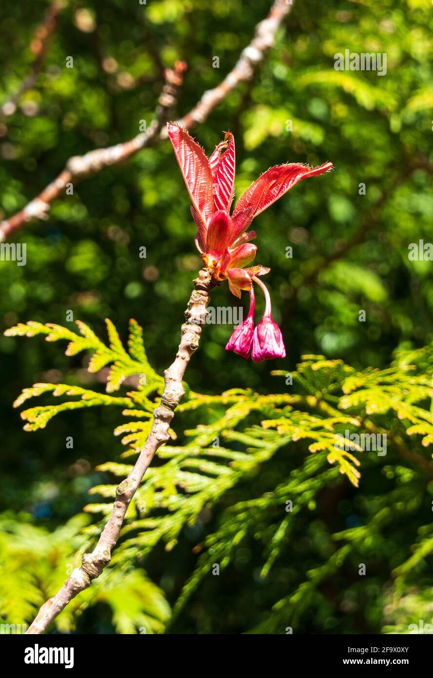 Red cherry blossom tree hi-res stock photography and images - Alamy