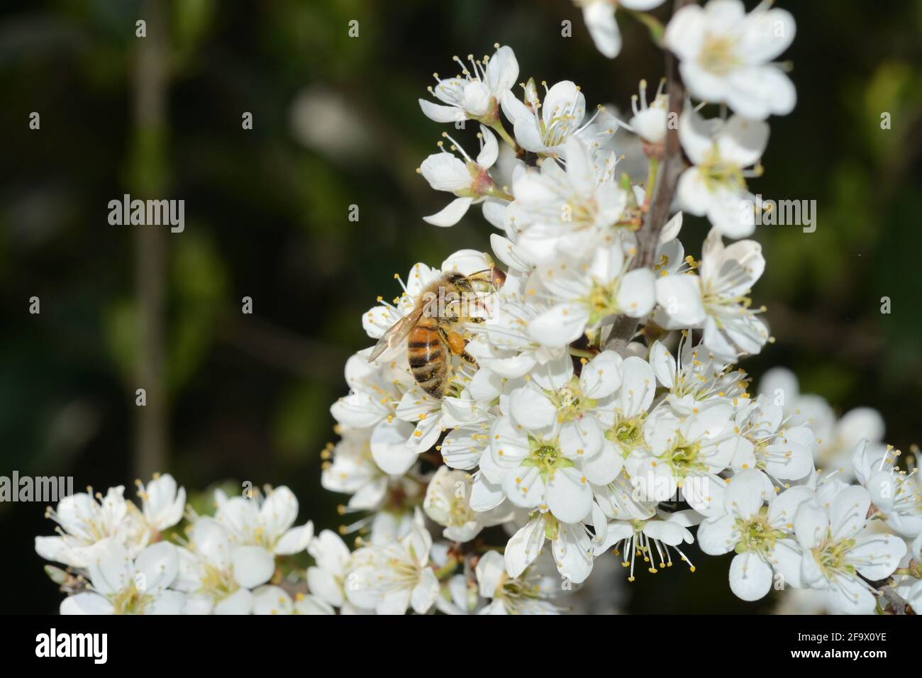 Honey bee on a flower of the tree blossoms. Blooming branch with white ...