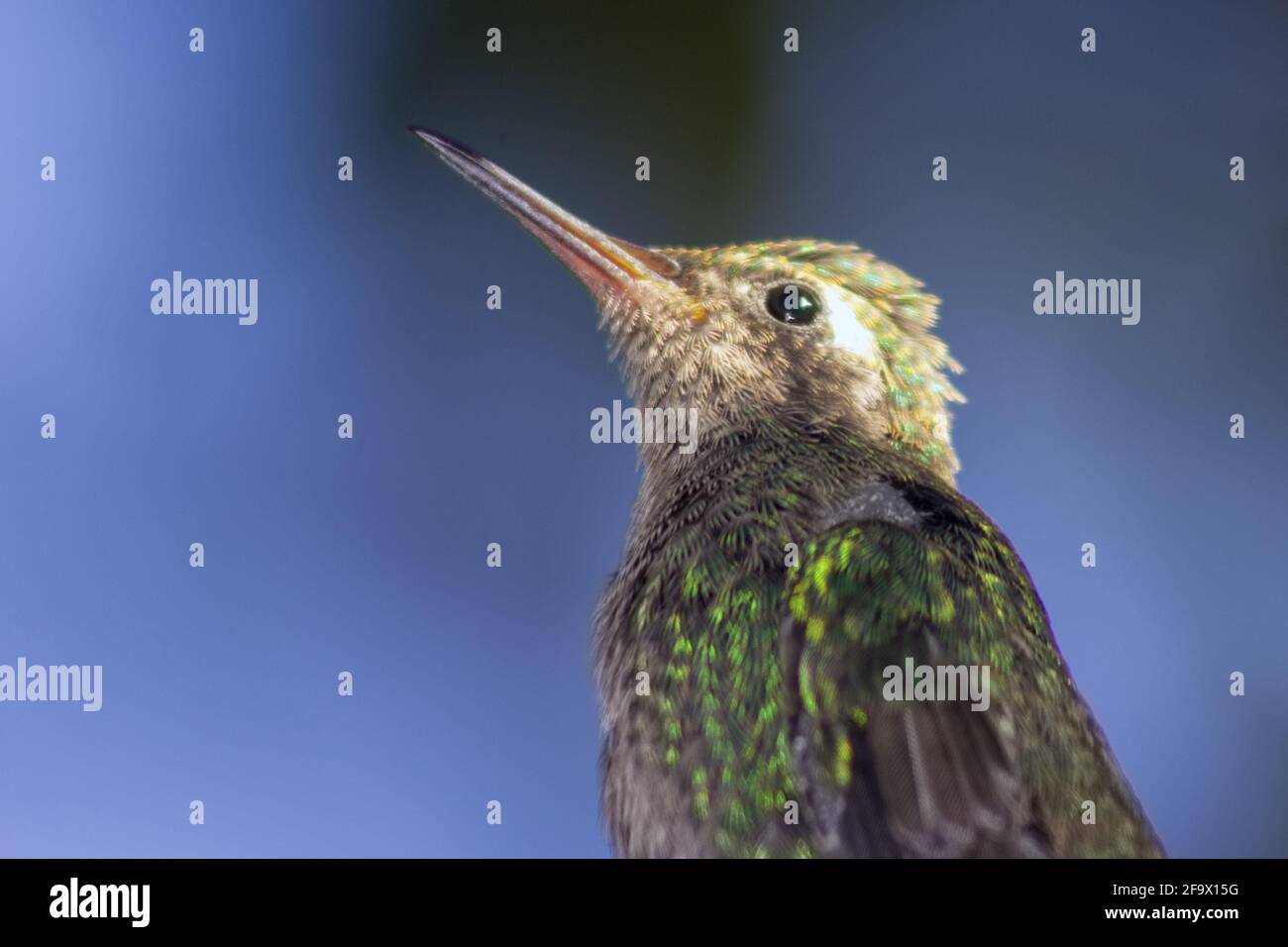 Green bee hummingbird looking up with a blurred blue background Stock ...