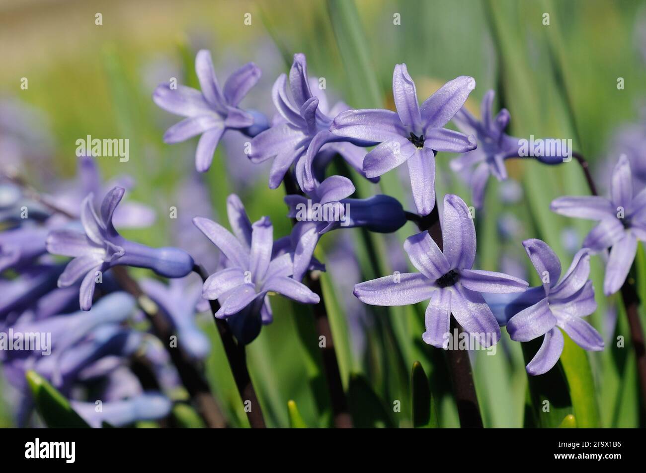Early spring blue flowers in the meadow closeup Stock Photo - Alamy