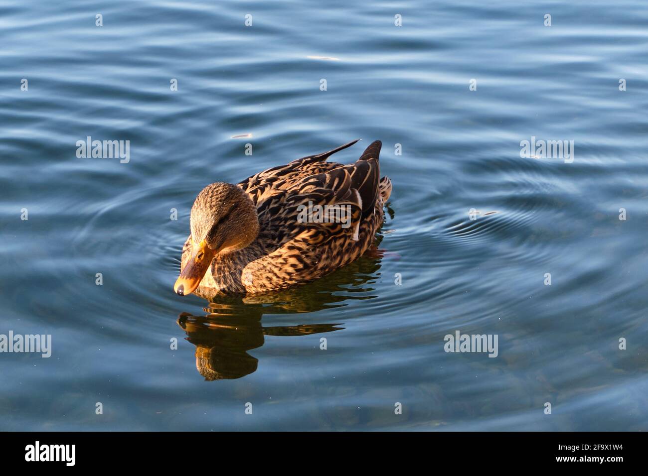 Anatra hi-res stock photography and images - Alamy