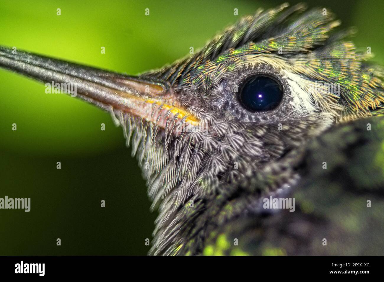 Hummingbird head in nature Stock Photo - Alamy