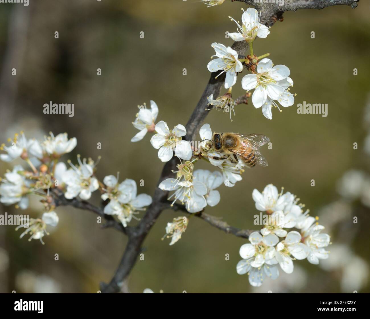 Honey bee on a flower of the tree blossoms. Blooming branch with white ...