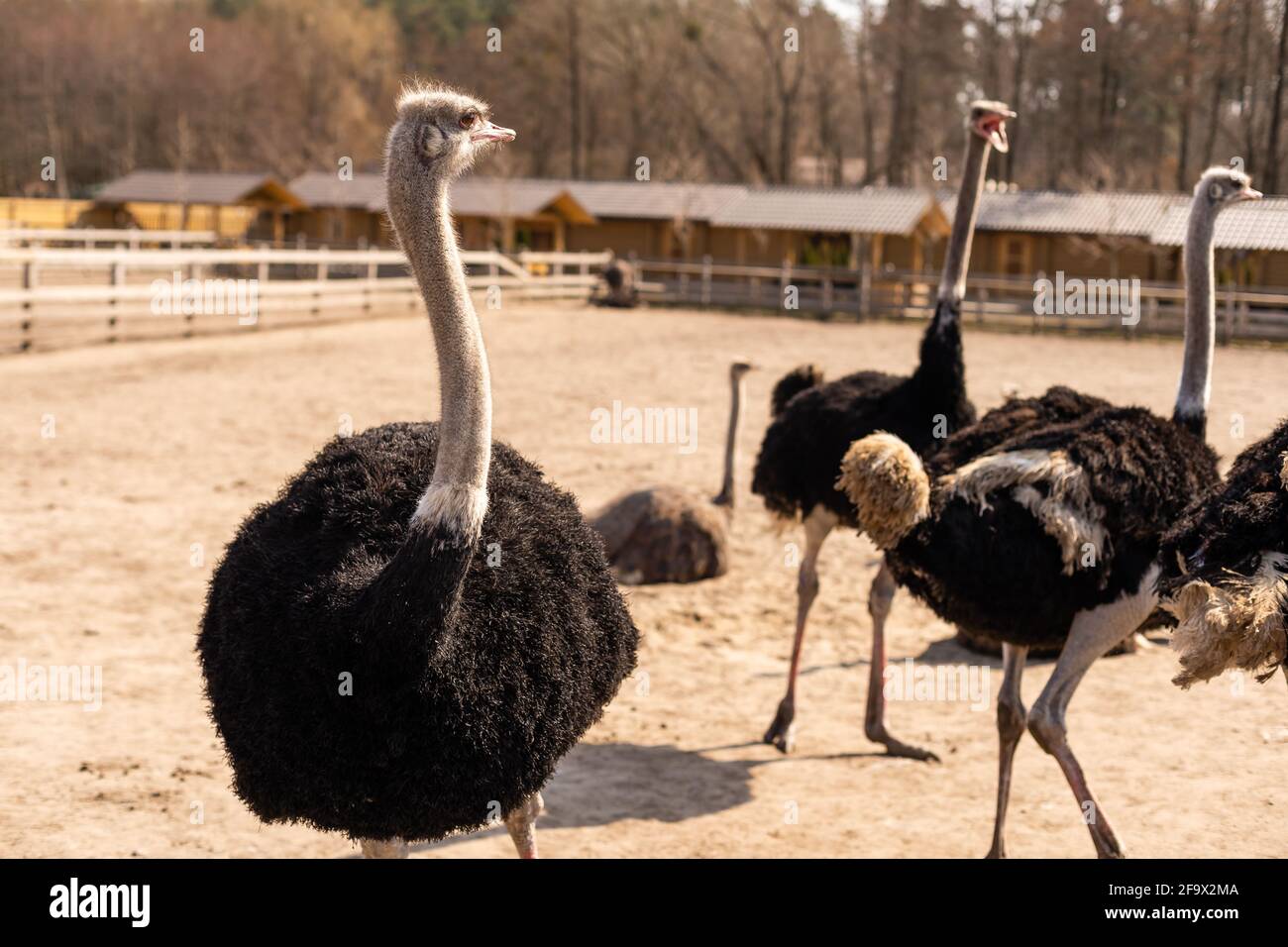 group of young common ostrich, Struthio camelus walking together on the ...
