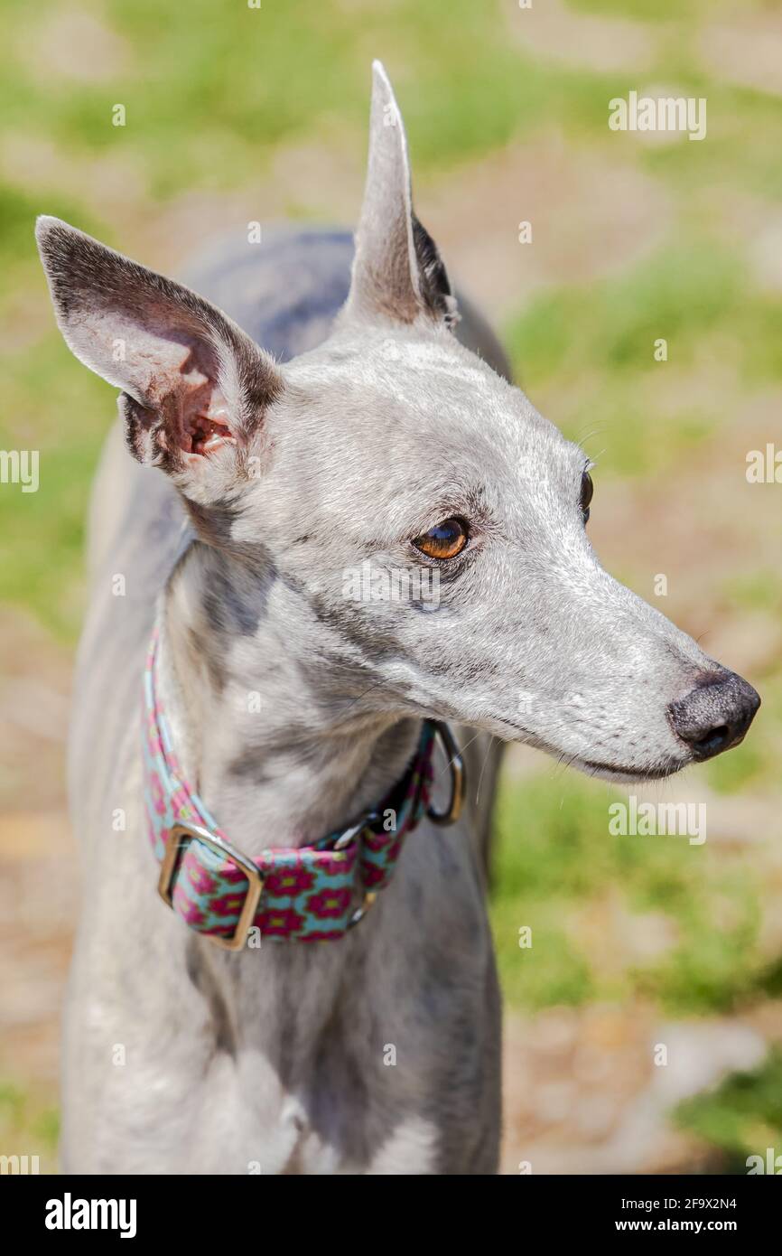 Xoloitzcuintli dog hi-res stock photography and images - Alamy