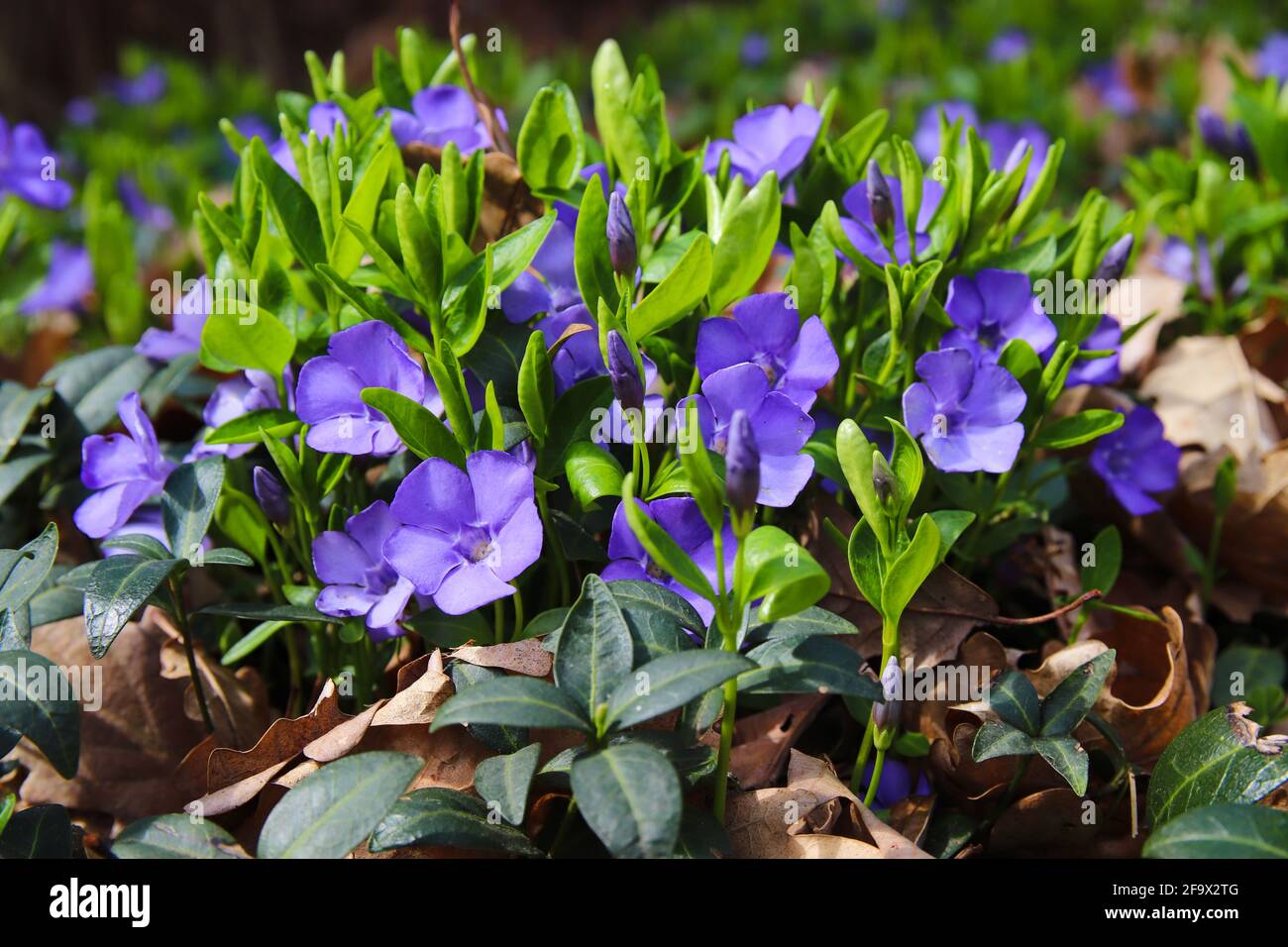 Closeup of small delicate periwinkle (Vinca) flowers growing in the ...