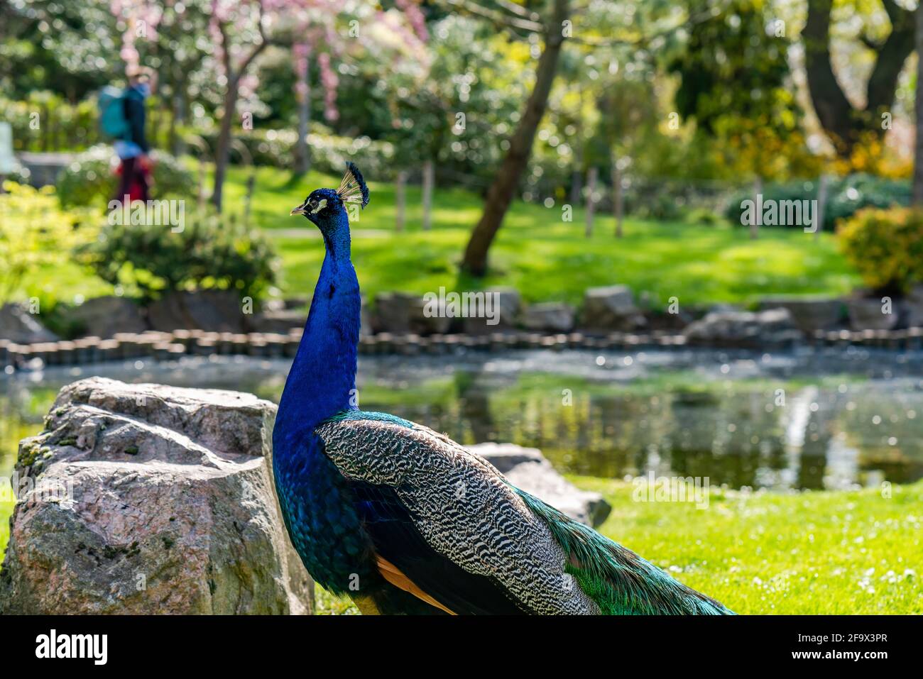 Peafowl genus pavo linnaeus hi-res stock photography and images - Alamy