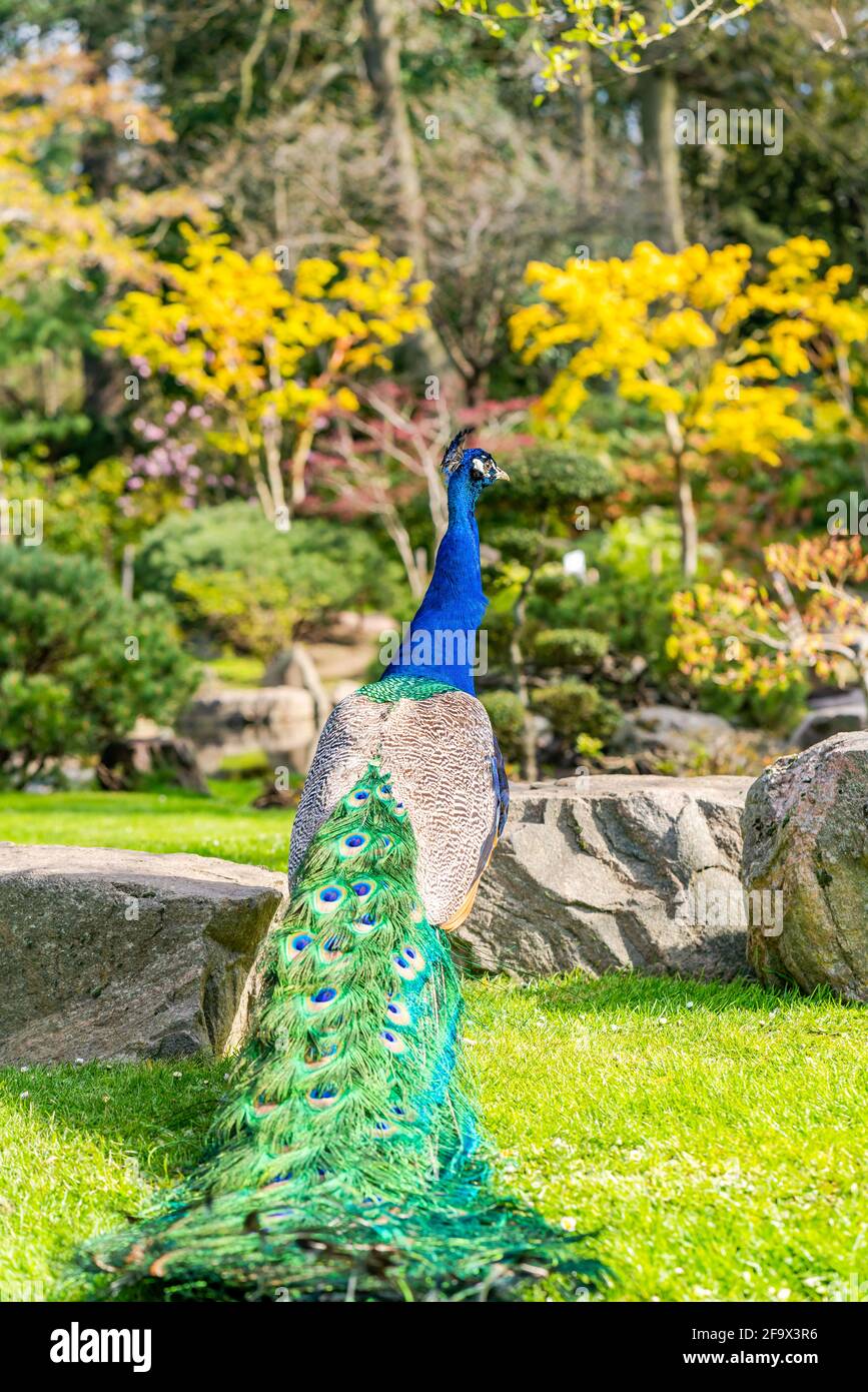 Peafowl genus pavo linnaeus hi-res stock photography and images - Alamy
