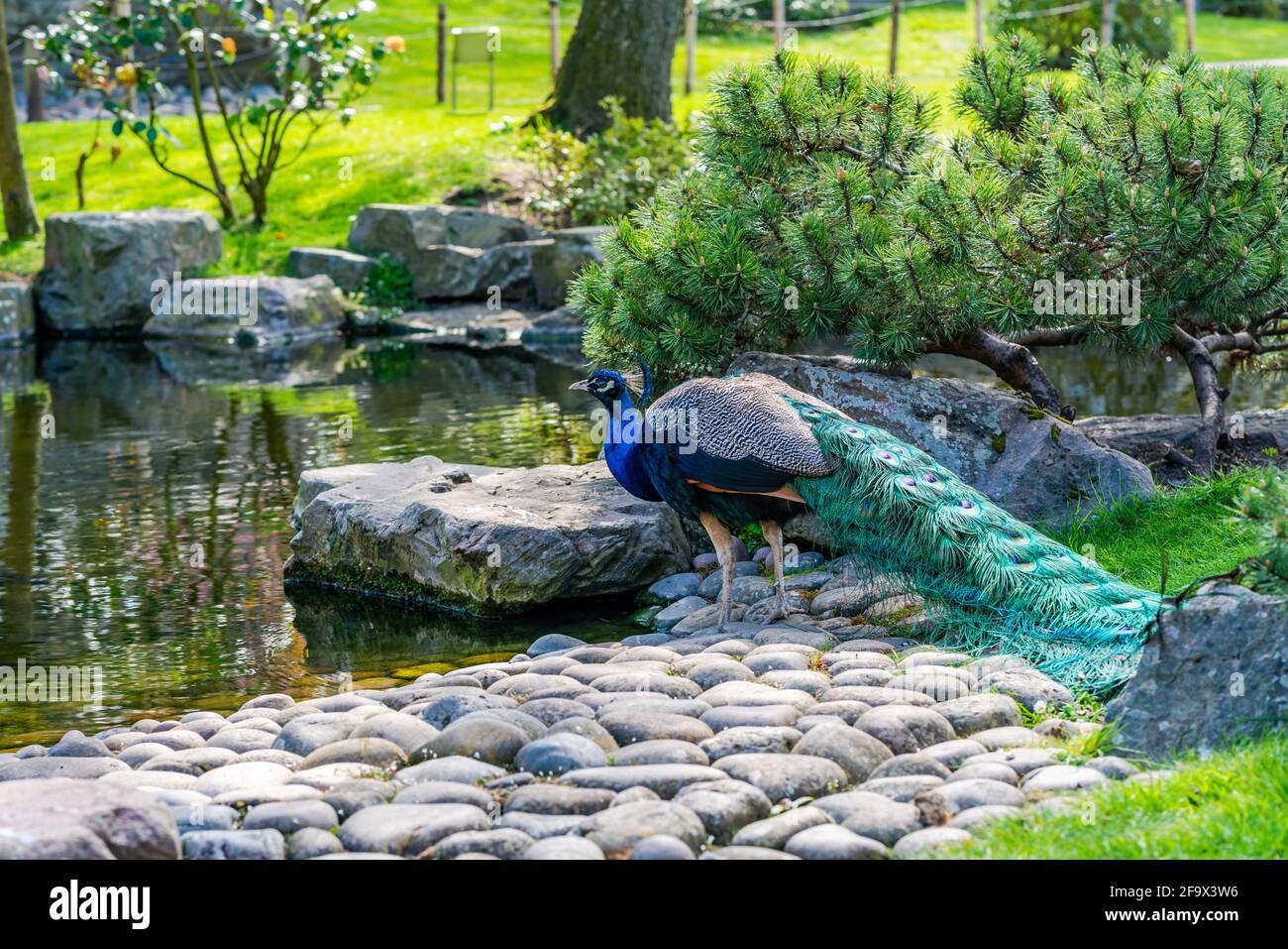 Peafowl genus pavo linnaeus hi-res stock photography and images - Alamy