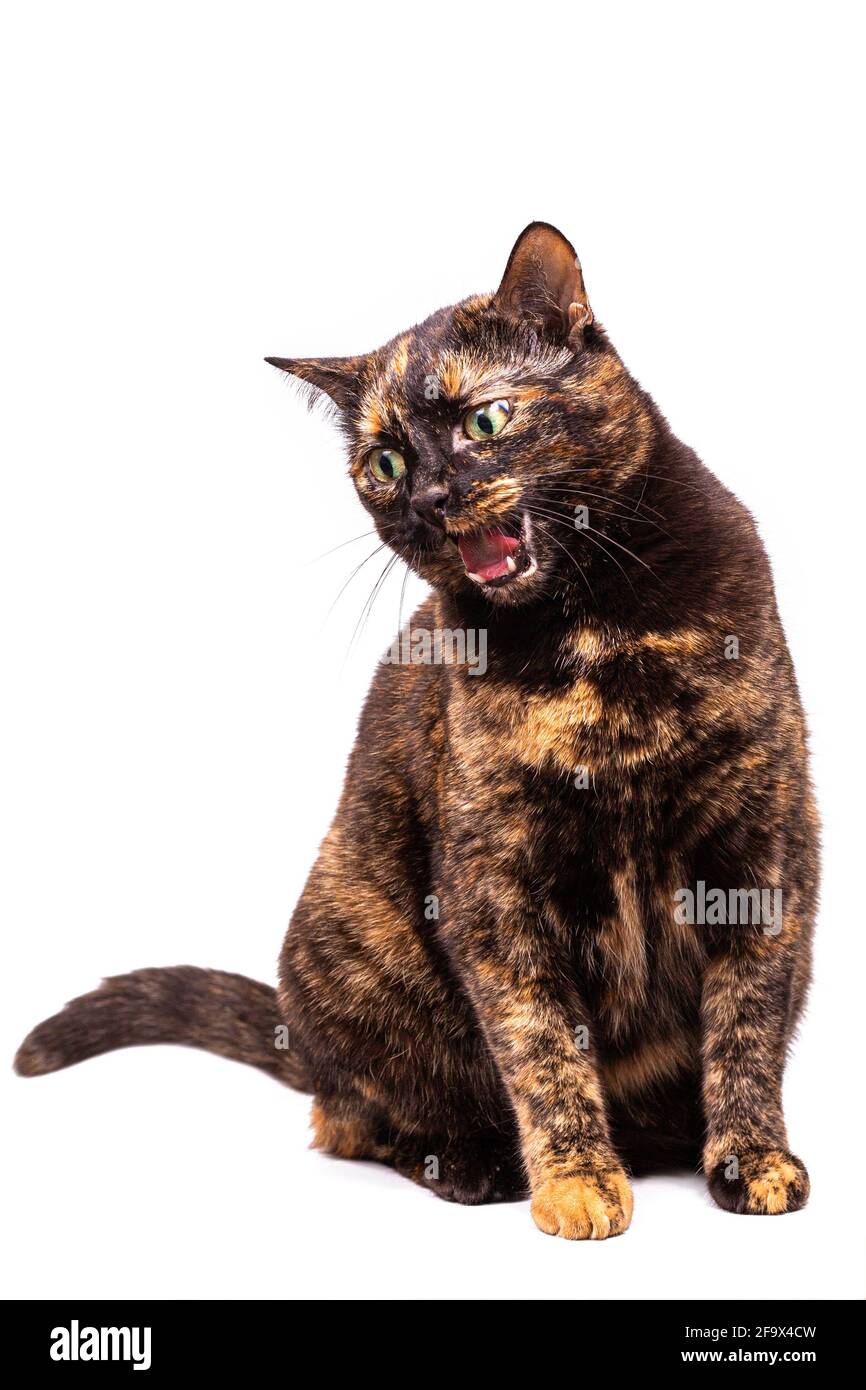A mottled tortoiseshell cat sits and licks its pink tongue. Close-up ...