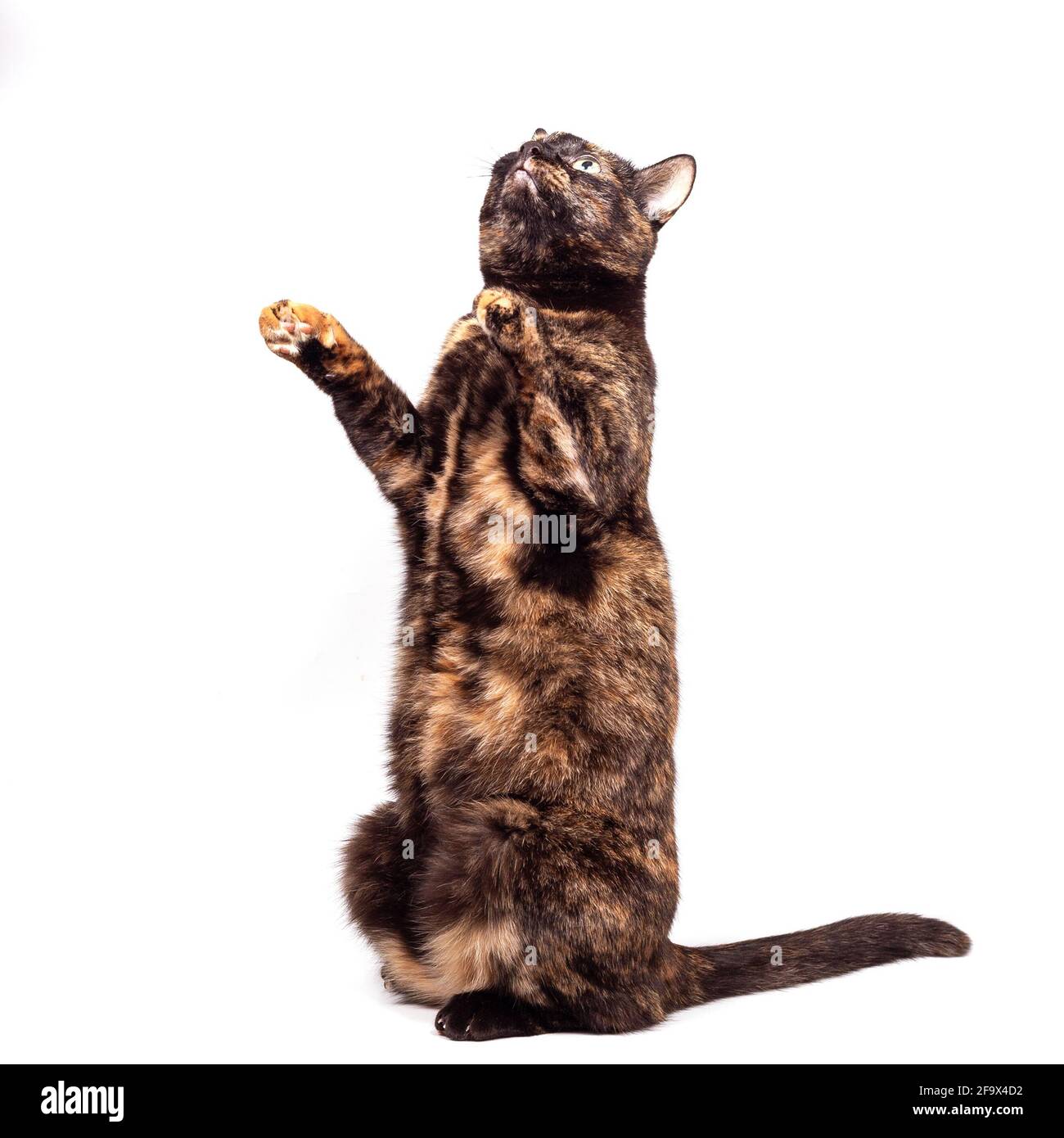 A mottled tortoiseshell cat sits comically on its hind legs and raises ...
