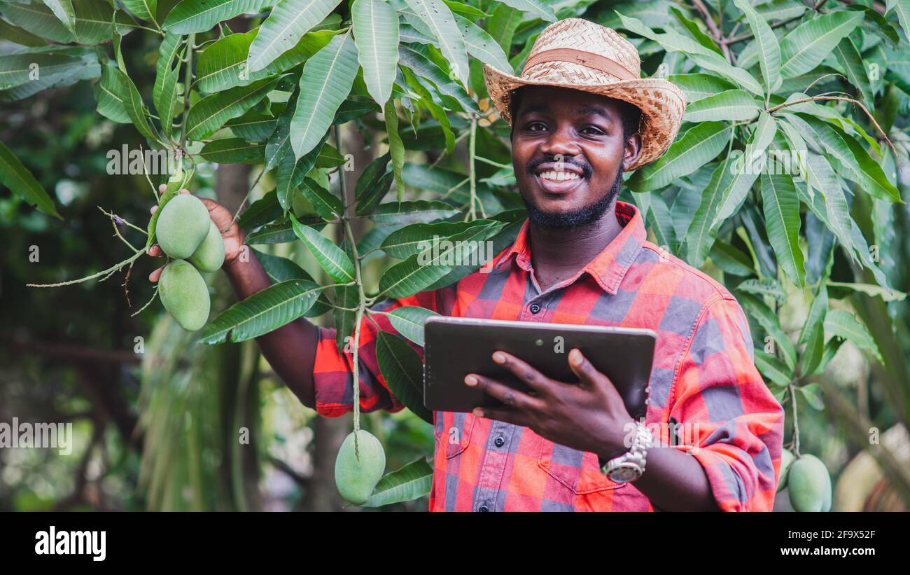 African farmer using tablet for research mangoes in organic farm ...