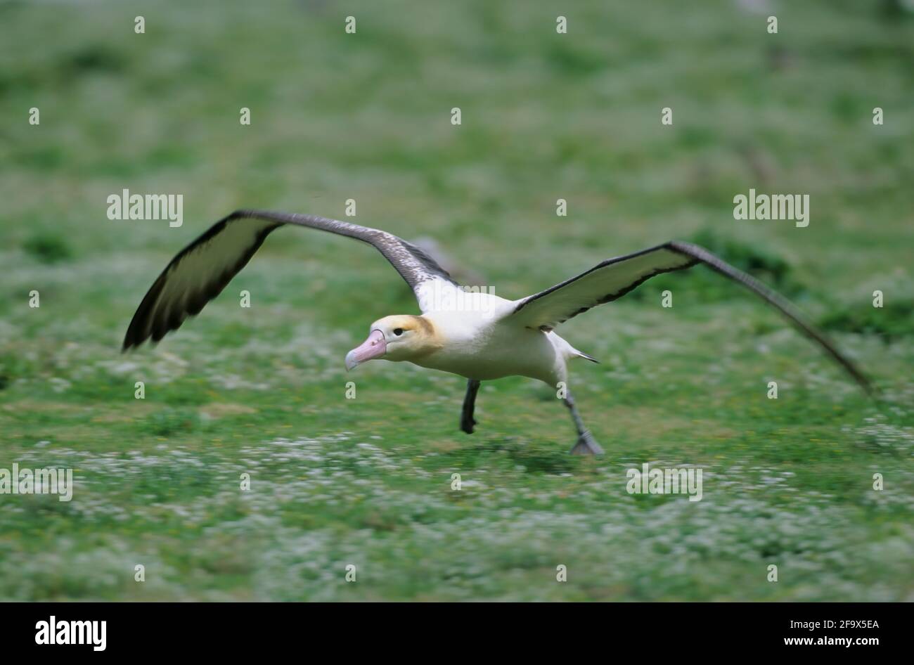 Short tailed albatrosses hi-res stock photography and images - Alamy