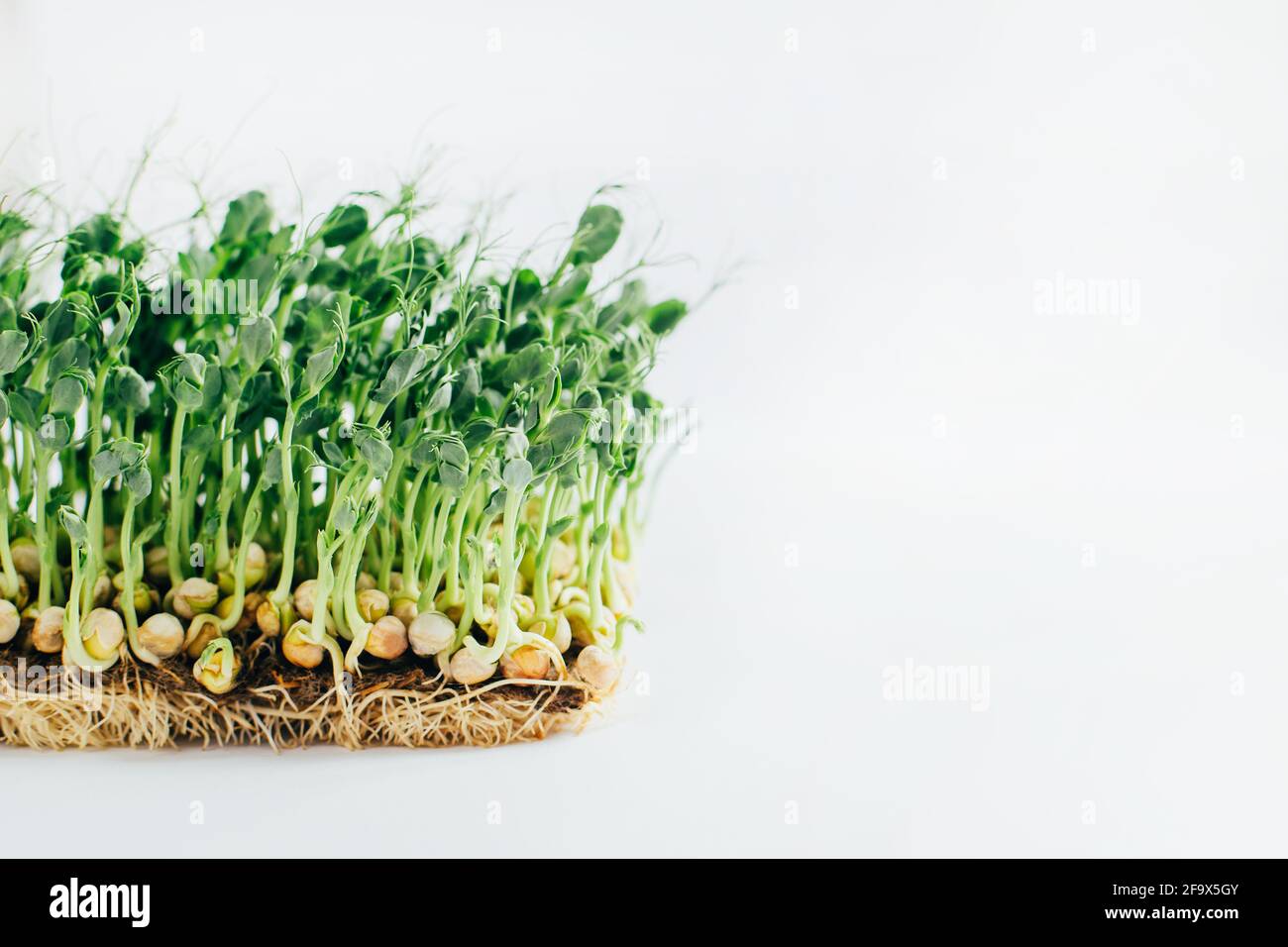 Microgreens sprouts isolated on white background. Vegan micro sunflower ...