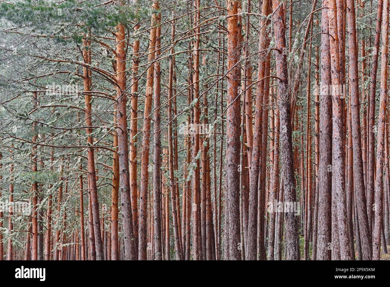 Pine tree forest. Nature background. Green and healthy environment ...