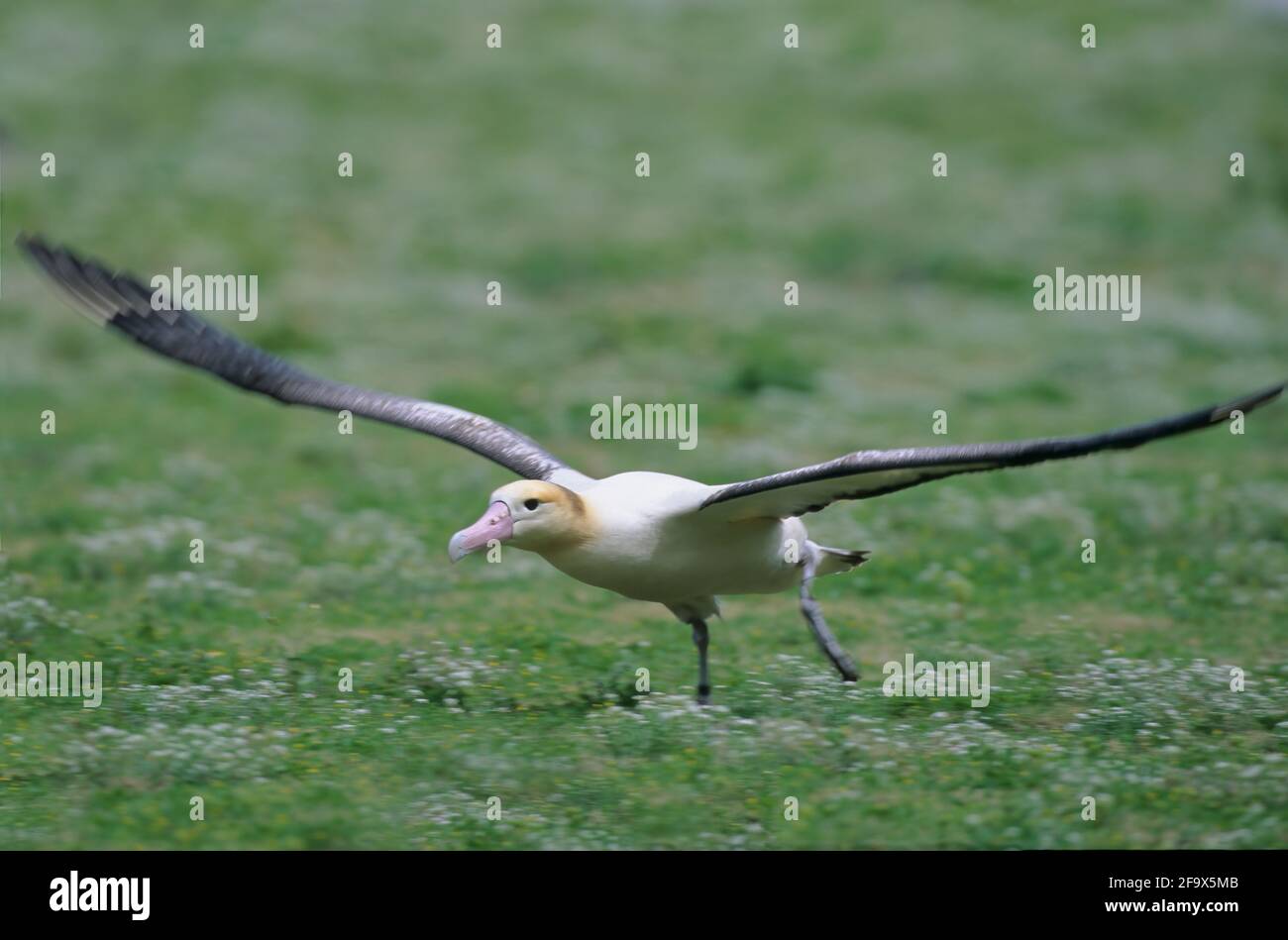 Short Tailed Albatross running to take off Diomedea alabtrus Midway ...