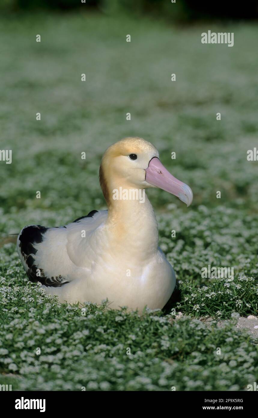 Short Tailed Albatross Diomedea alabtrus Midway Island Pacific Ocean ...