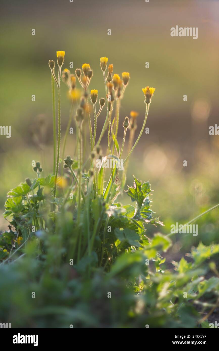 daisy plants with sun rays Stock Photo - Alamy